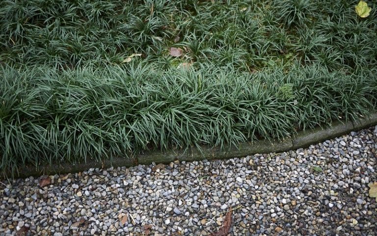 Why Dwarf Mondo Grass is the Perfect Addition to Your Garden