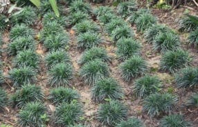 Why Dwarf Mondo Grass is the Perfect Addition to Your Garden