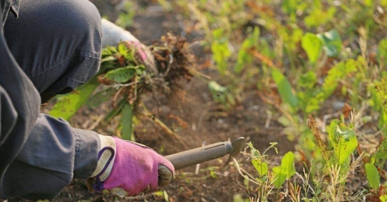 Preventing Goat Head Weeds: Protect Your Garden