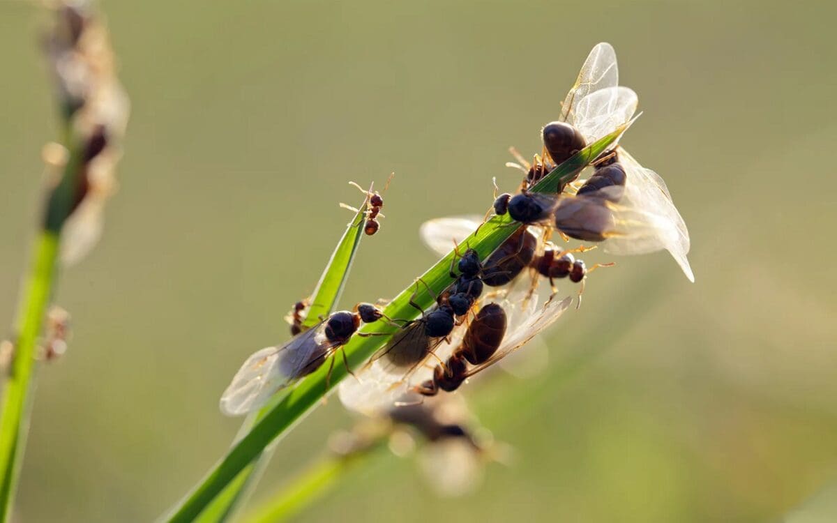 How To Get Rid Of Flying Ants: A Complete Guide