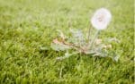 What's The Best Time To Apply 2-4-D Herbicide To Lawn