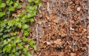 How to Kill Ivy: A Step-by-Step Guide
