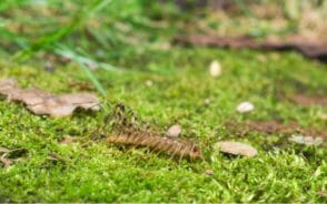 House Centipedes: How to Identify & Get Rid of Them