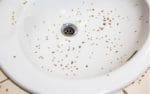 Identify Tiny Bugs in Bathroom And Get Rid Of Them For Good