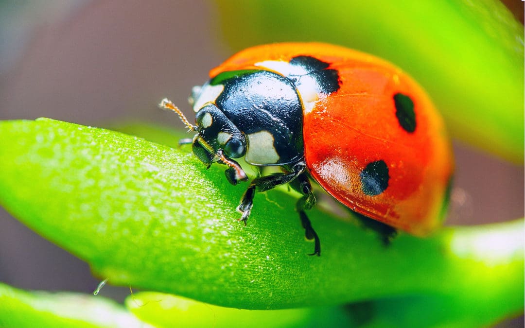 The 9 Most Common Types of Ladybugs in 2026