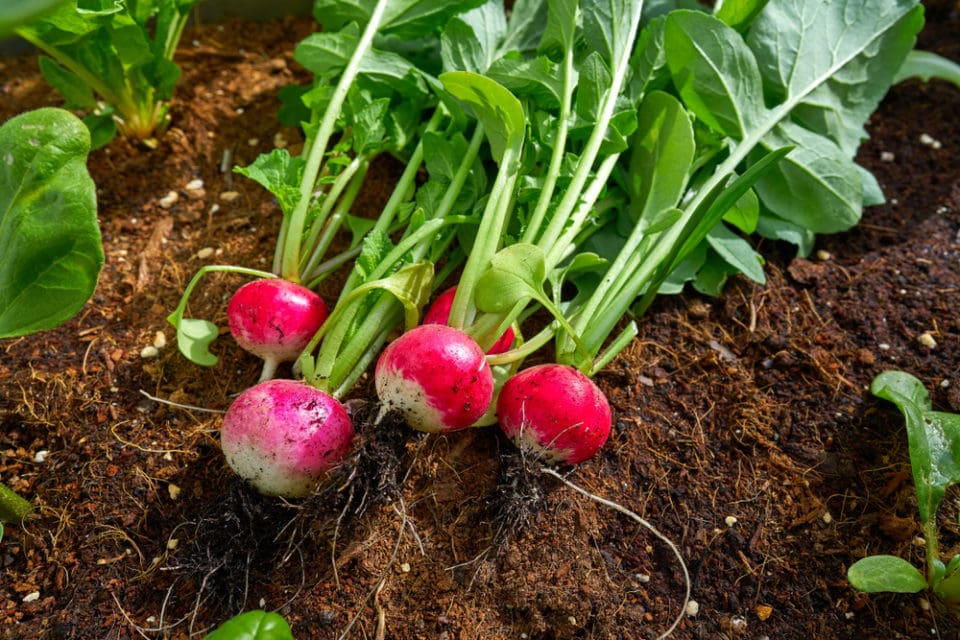 The 7 Main Types of Radishes in 2026