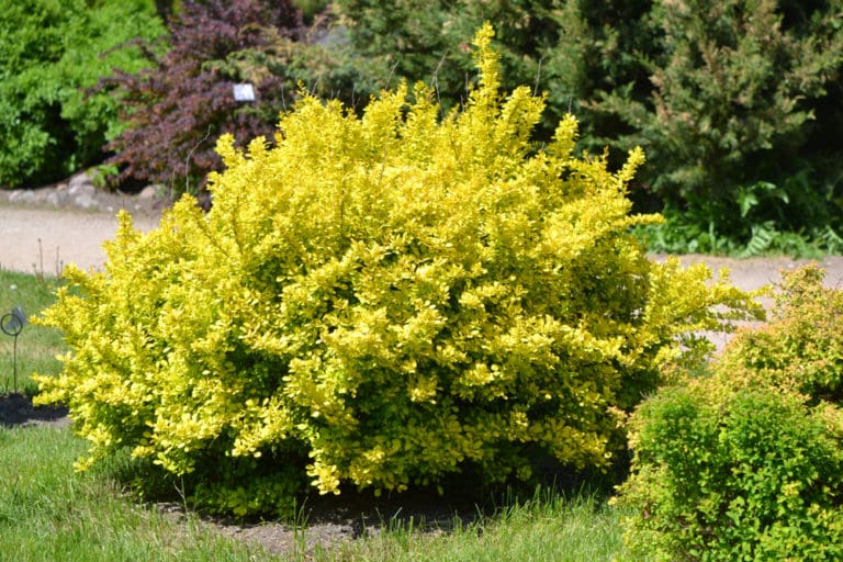 The 14 Most Common Types of Shrubs in 2026