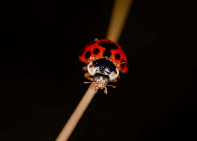 The 9 Most Common Types of Ladybugs in 2026