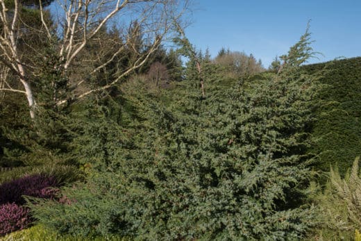 The 14 Most Common Types of Shrubs in 2026