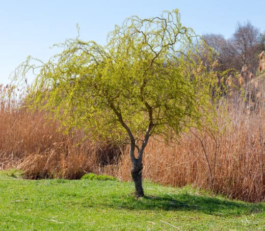 The 8 Types of Willow Trees for a Yard in 2024