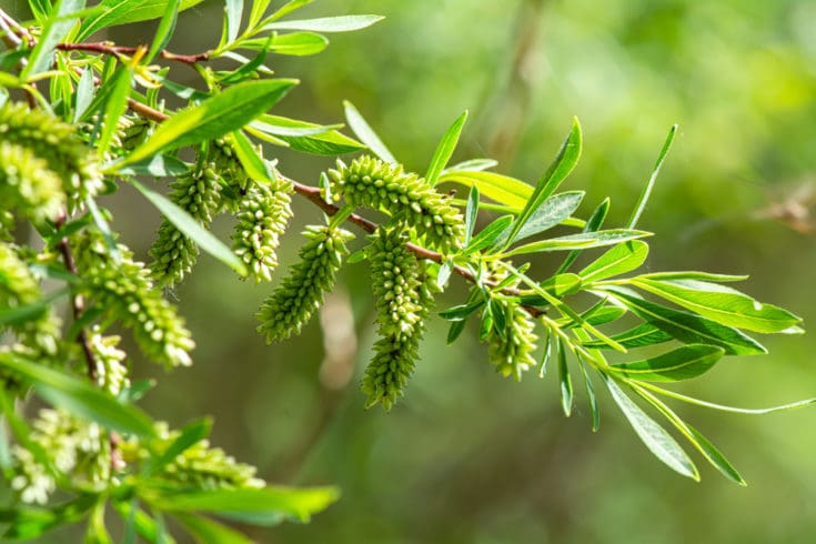 The 8 Types of Willow Trees for a Yard in 2026