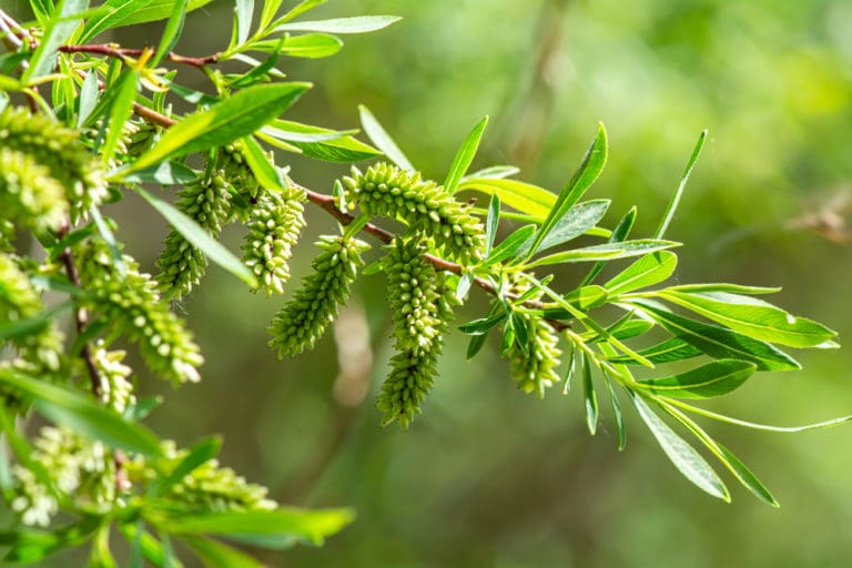 The 8 Types of Willow Trees for a Yard in 2026