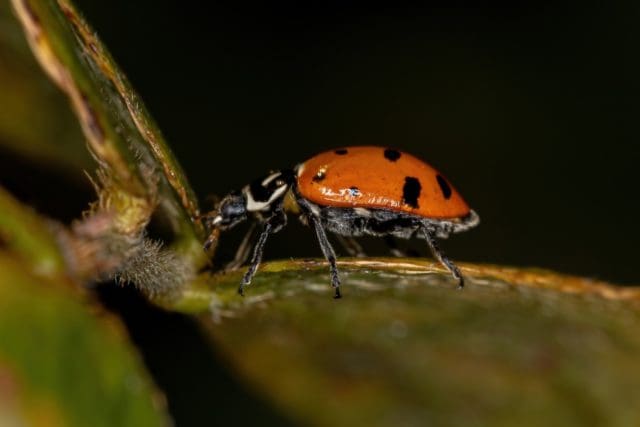 The 9 Most Common Types of Ladybugs in 2026