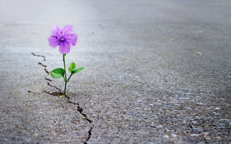Parts of a Flower Explained: What Each One Does