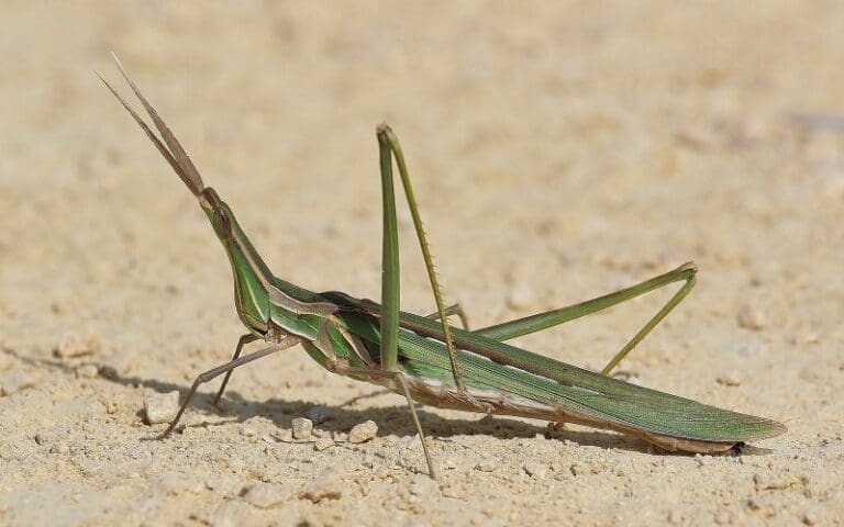 The 8 Main Types of Grasshoppers You Should Know About