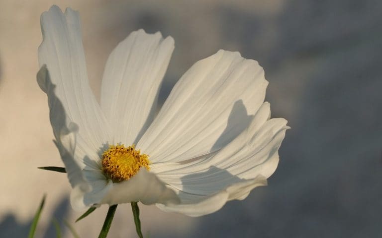 Parts of a Flower Explained: What Each One Does