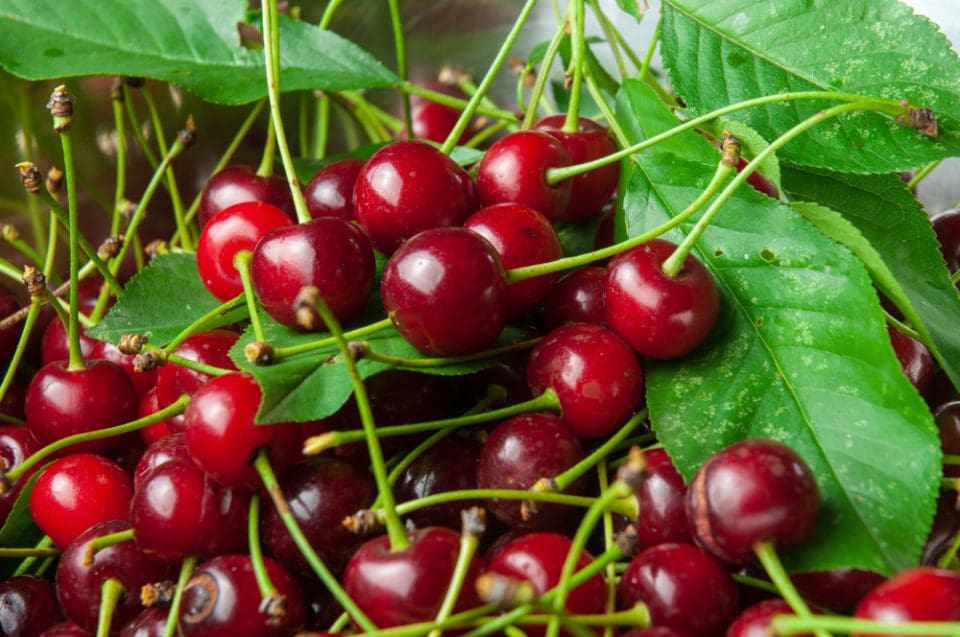 13 Main Types of Cherries to Know About in 2026