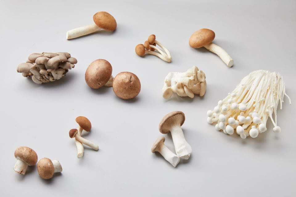14 Common Types of Mushrooms in 2023