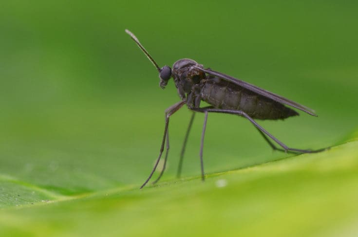 The 9 Main Types of Gnats You'll Find in a Home
