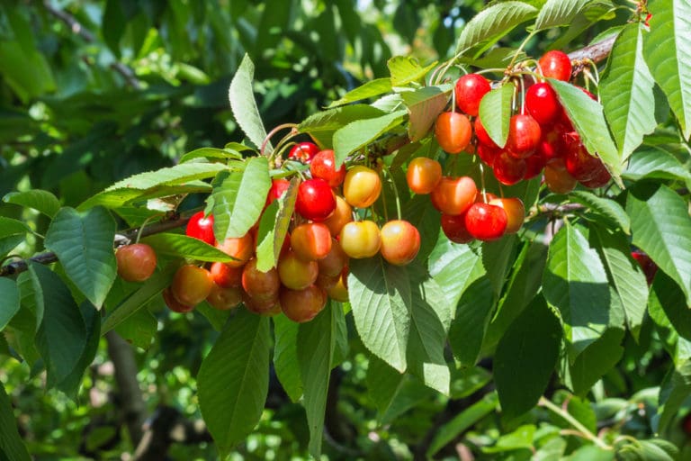 13 Main Types of Cherries to Know About in 2026