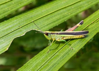 The 8 Main Types of Grasshoppers You Should Know About